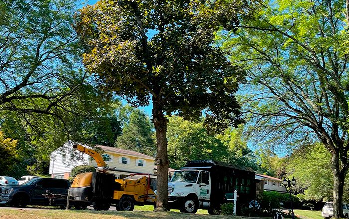 Home – Norman Tree service INC